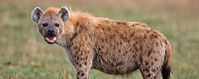 The Power of Stink - Vocabulary Activities | Scholastic Storyworks Jr ...