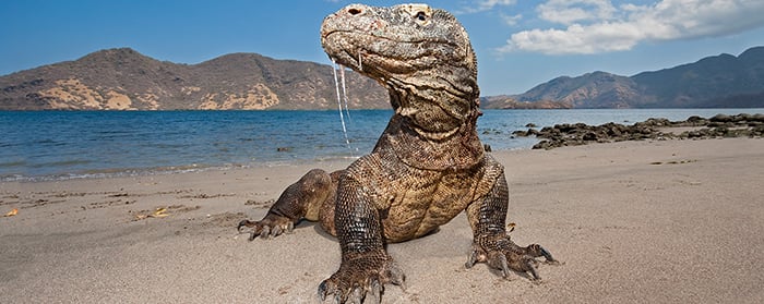 Could This Dragon Save Your Life? - Persuasive Writing | Scholastic ...