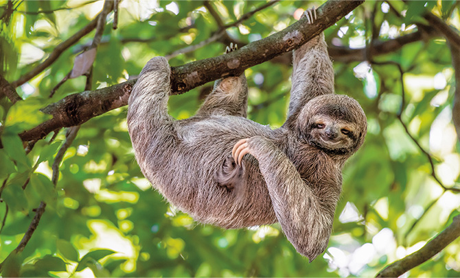 Slowest Animal On Land