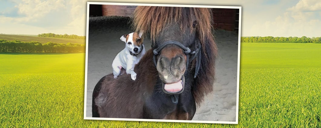 Giddy Up, Horse and Pup!