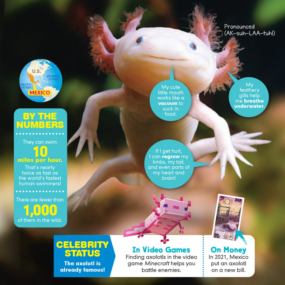 Axolotl Facts Axolotl Fun Facts