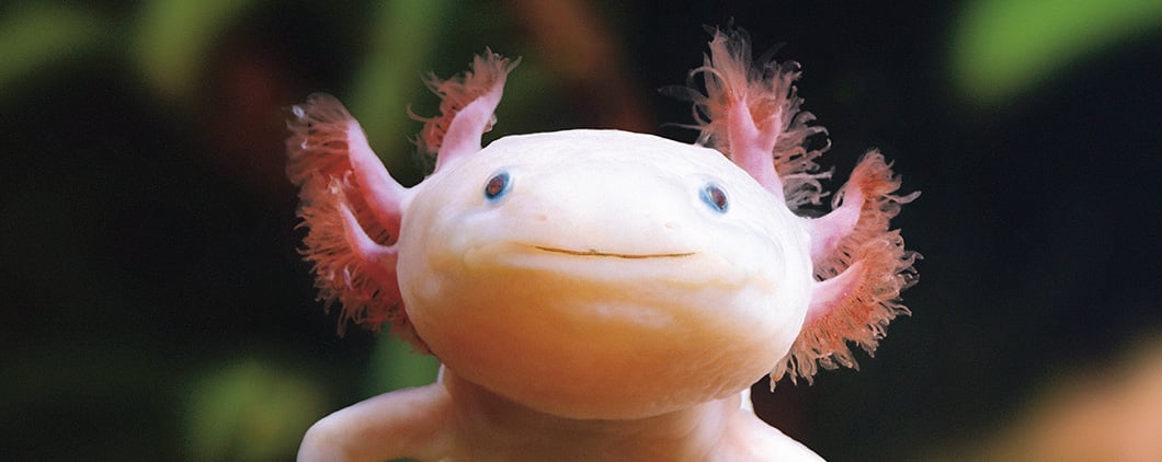 Meet the Axolotl