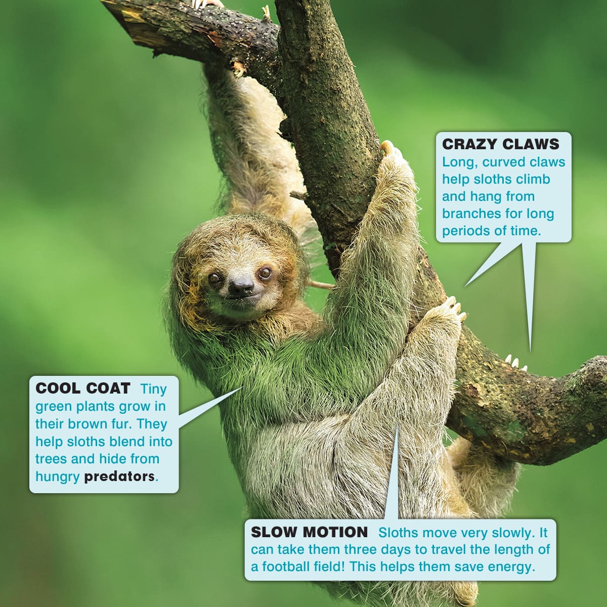 Rainforest Sloth How Sloths Got Their Sloth ScienceDirect