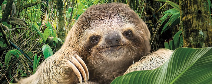 Rescue in the Rainforest