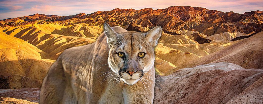 A Day in Death Valley