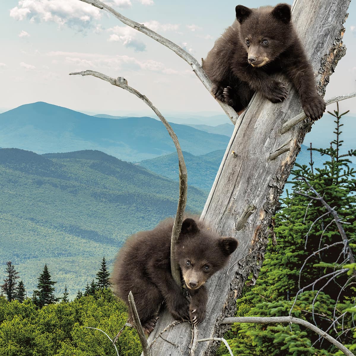 Babby Bear Sesame Street: Three Bears And A New Baby