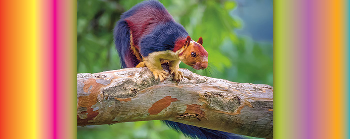 Meet the Rainbow Squirrel!